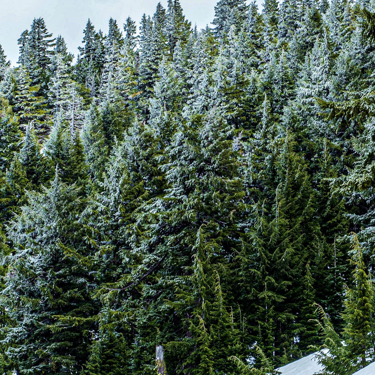 Pine Tree Forest Blue and Green Dense Forest - Art Print by RJ Byrd ...
