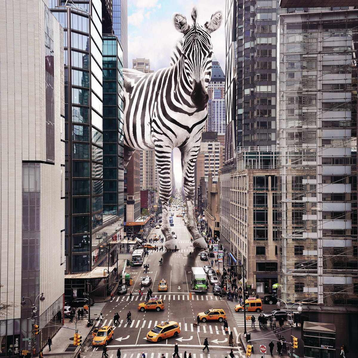 Zebra rules - Art Print by Igor Demchenko | GIANT ART