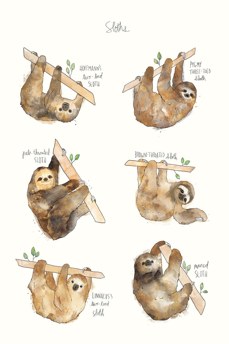 Sloths - Art Print by Amy Hamilton | GIANT ART