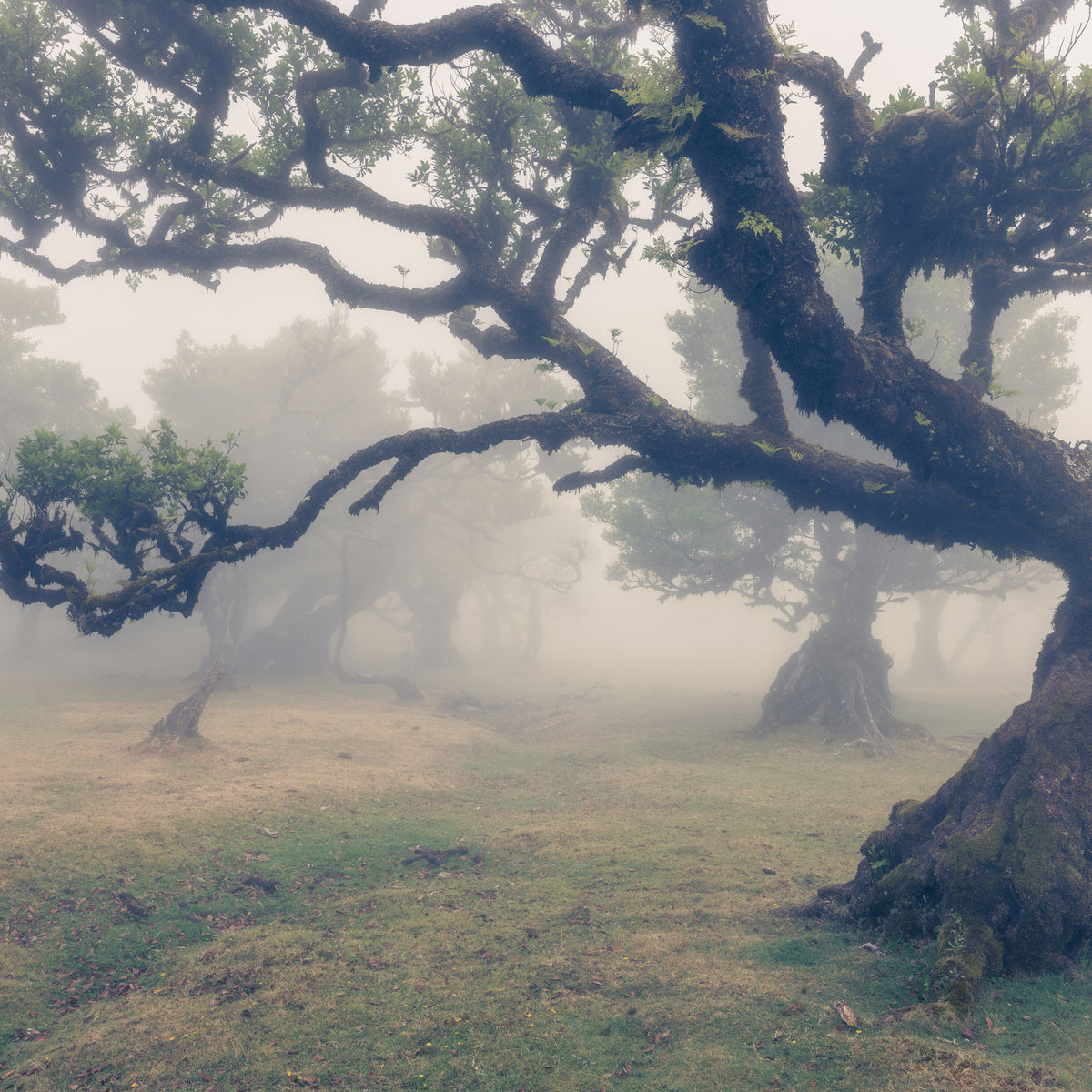 Fanal 05 - Art Print by Walter Lackner | GIANT ART