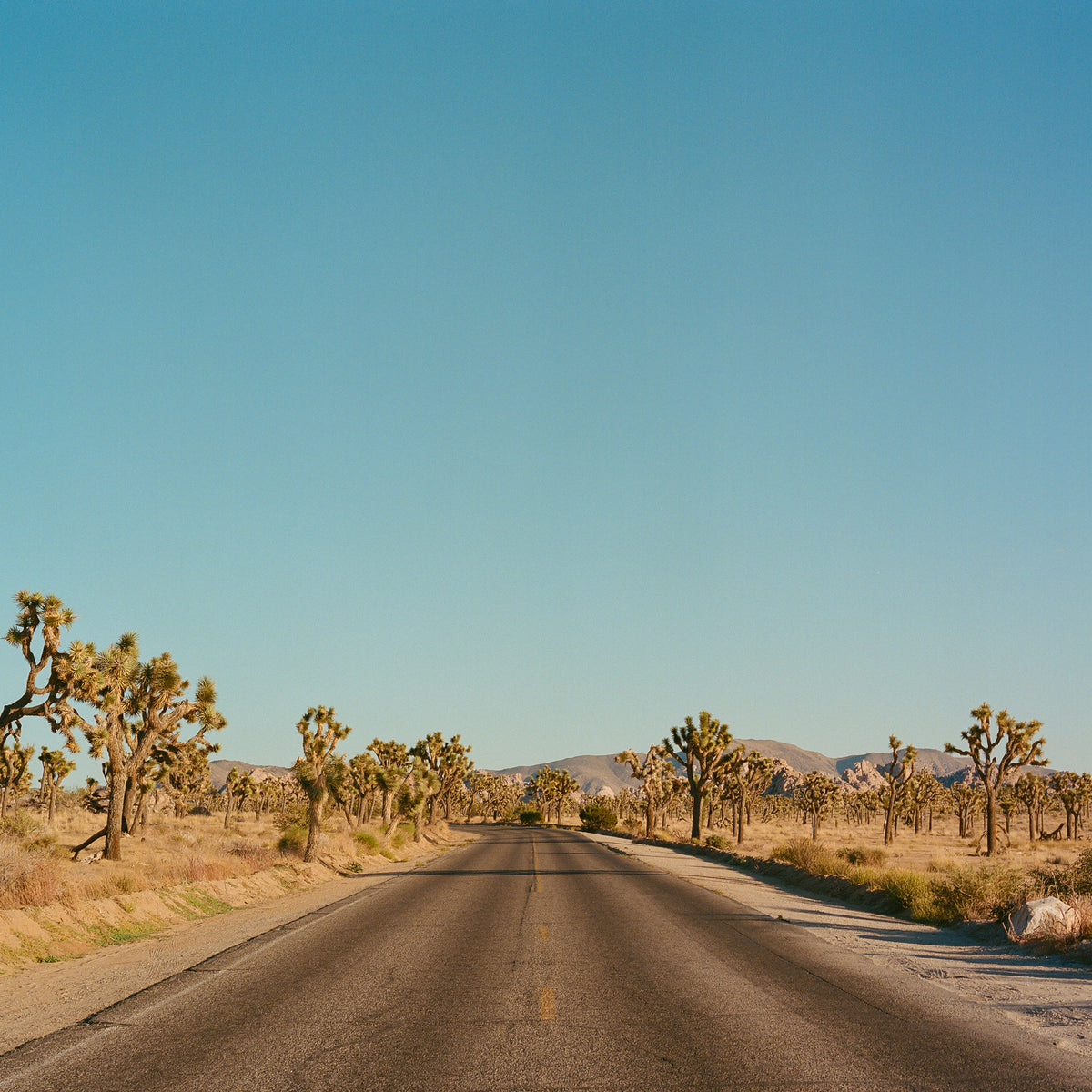 Joshua Tree Road - Art Print by Bethany Young | GIANT ART