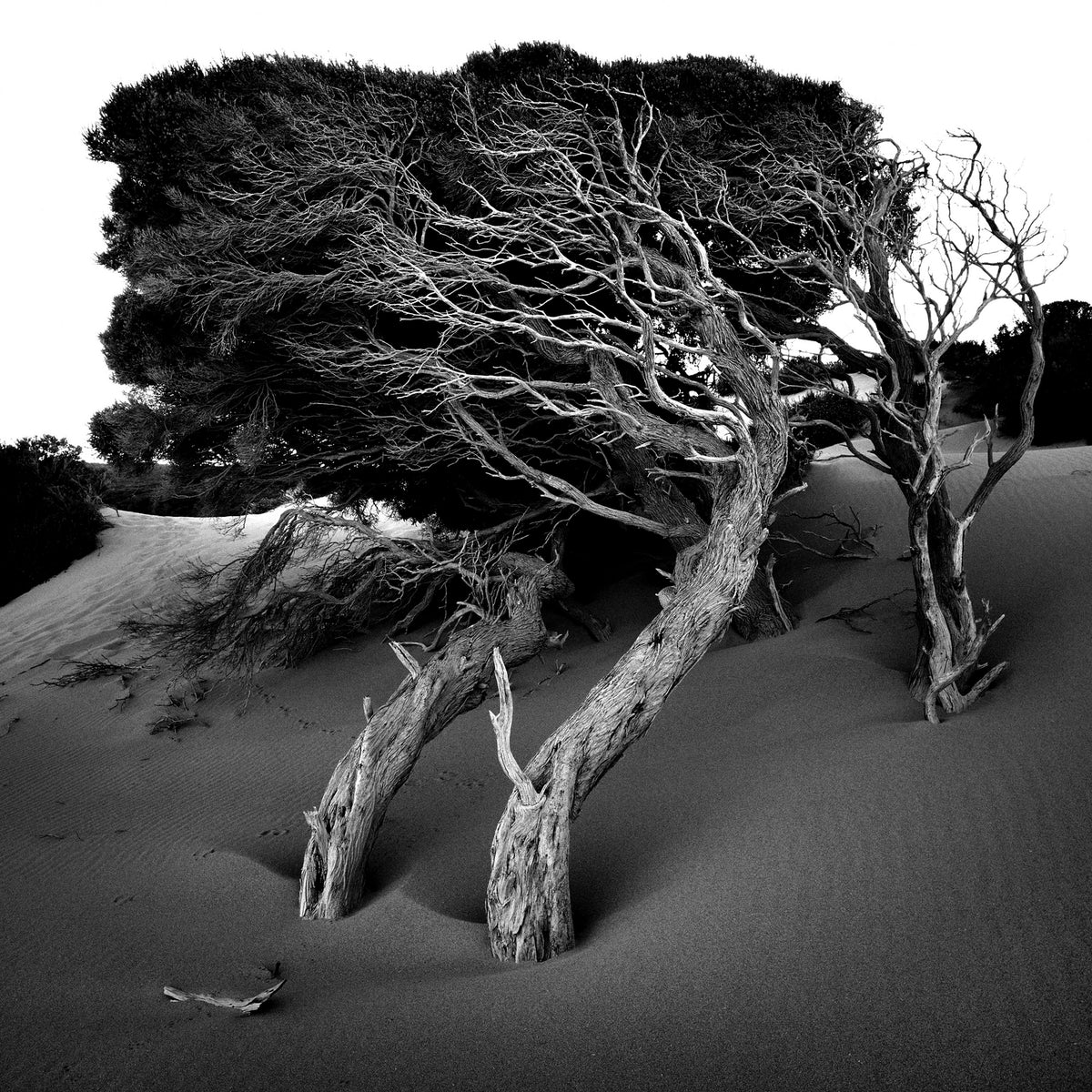 Windswept Tree - Art Print by Injidup Western Australia | GIANT ART