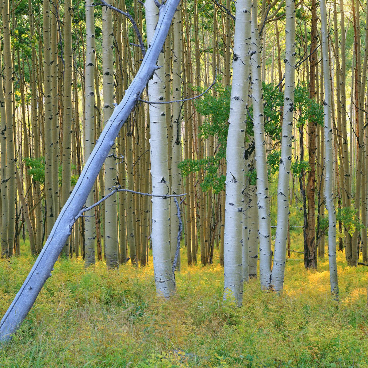 Aspen 2 - Art Print by Robert Hansen | GIANT ART