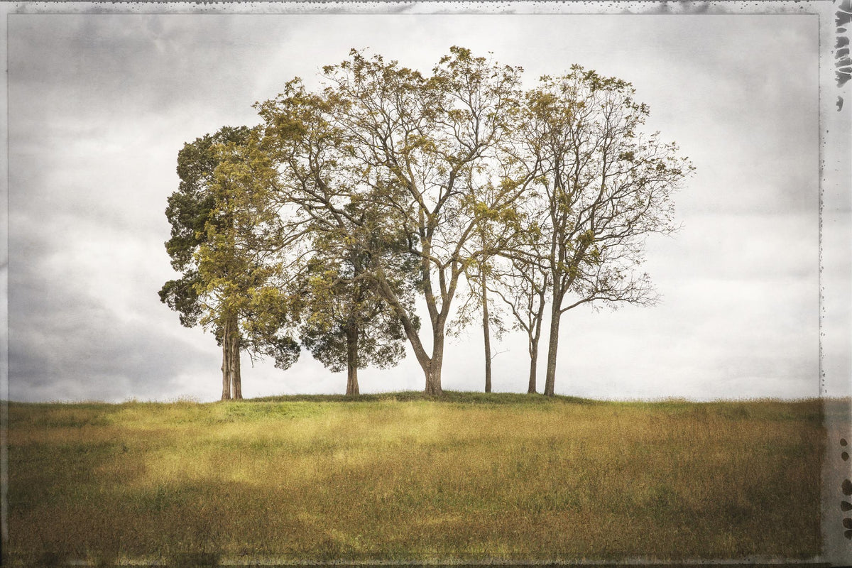 Three Trees - Art Print by Lillis Werder | GIANT ART