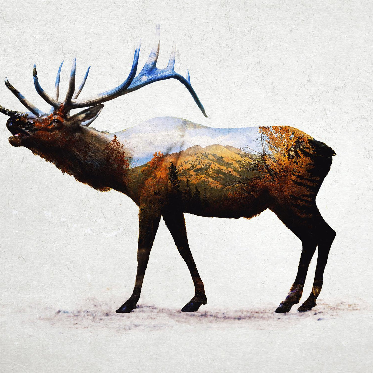 Rocky Mountain Elk - Art Print by Davies Babies | GIANT ART