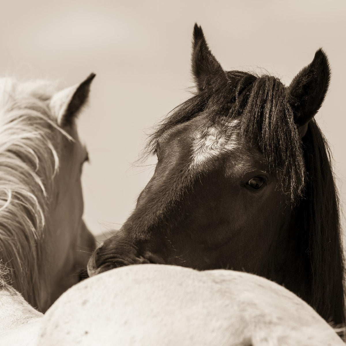 Nuzzles - Art Print by Erle KaCee | GIANT ART