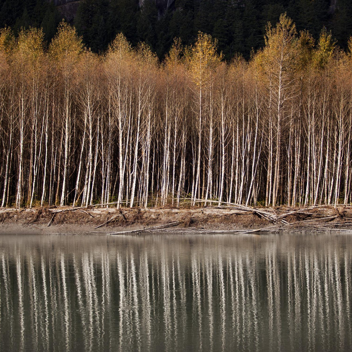 Golden Visions - Art Print by Aaron Matheson | GIANT ART