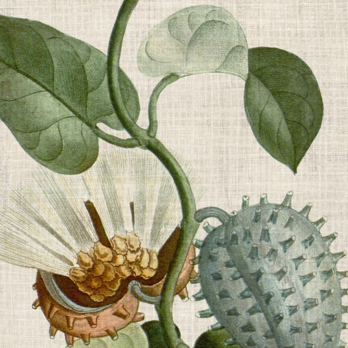 Cropped Turpin Tropicals II - Art Print by Vision Studio | GIANT ART